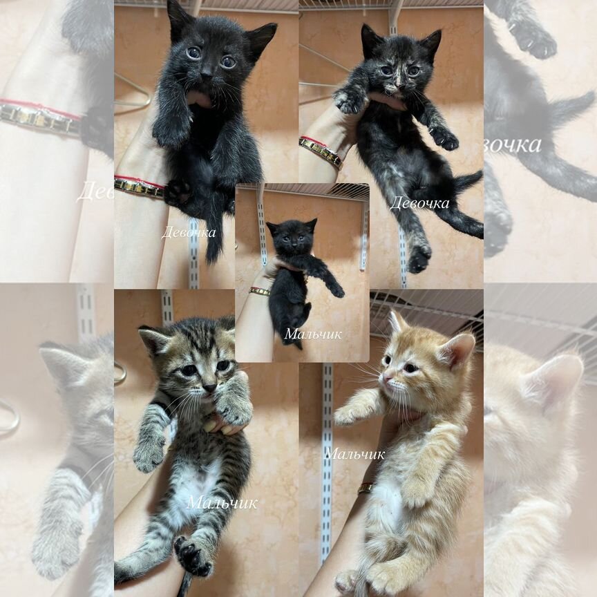 Котёнок в добрые руки