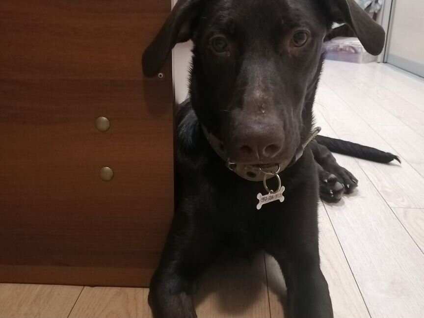 Собака обнимака