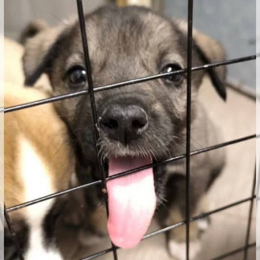 Щенок в добрые руки