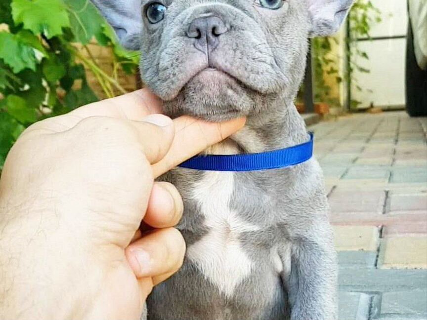 Вельш-корги пемброк