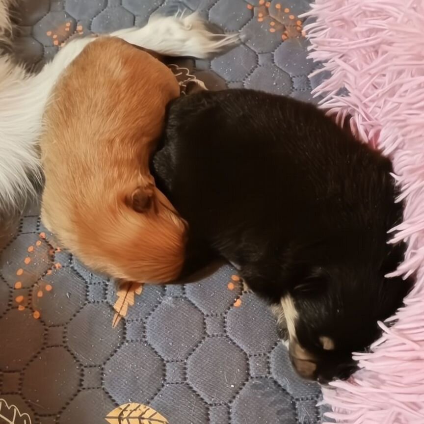 Померанский шпиц, щенок