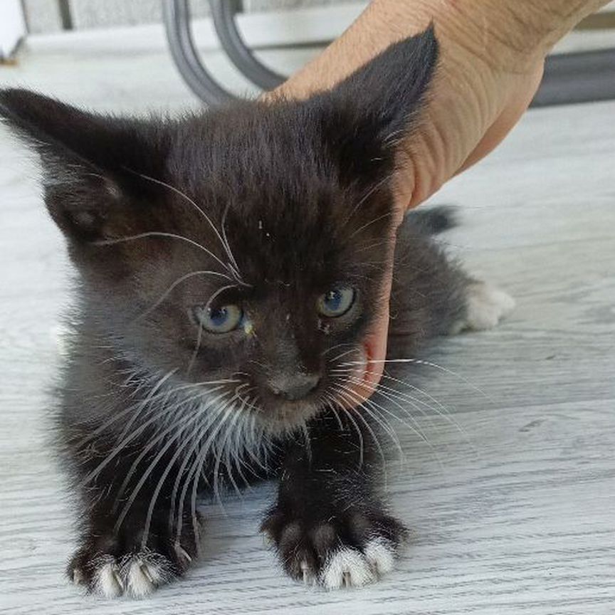 Котята в добрые руки бесплатно