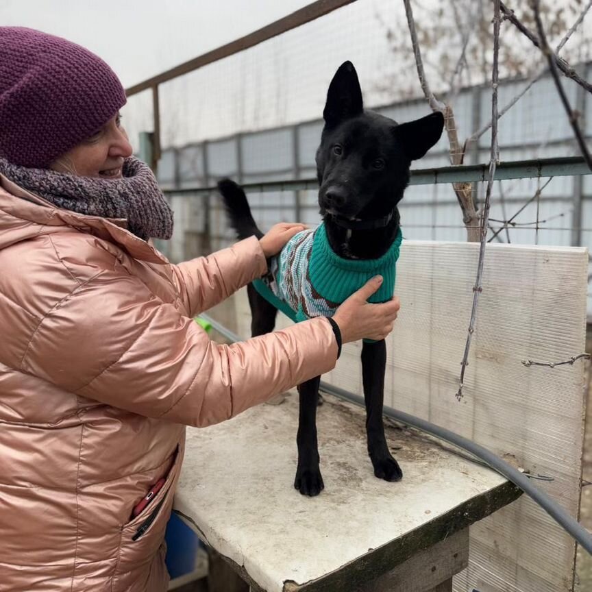 Небольшой черный Трюфель в дар