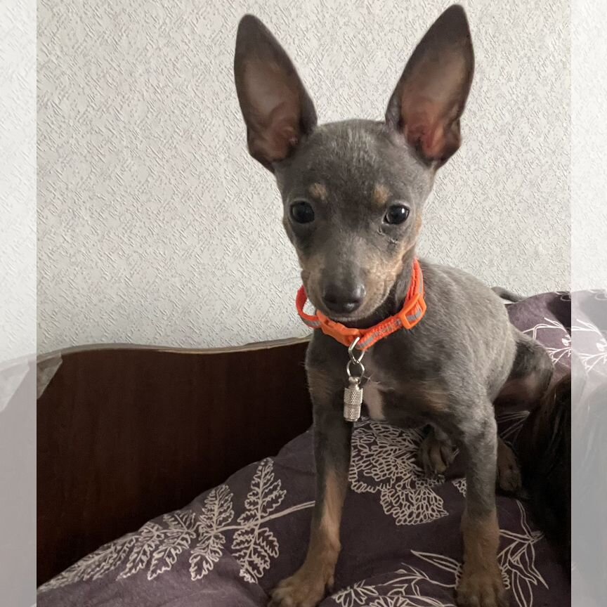 Русский той-терьер, щенок