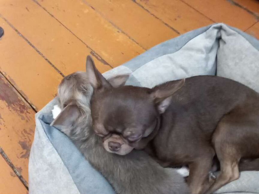 Вязка чихуахуа