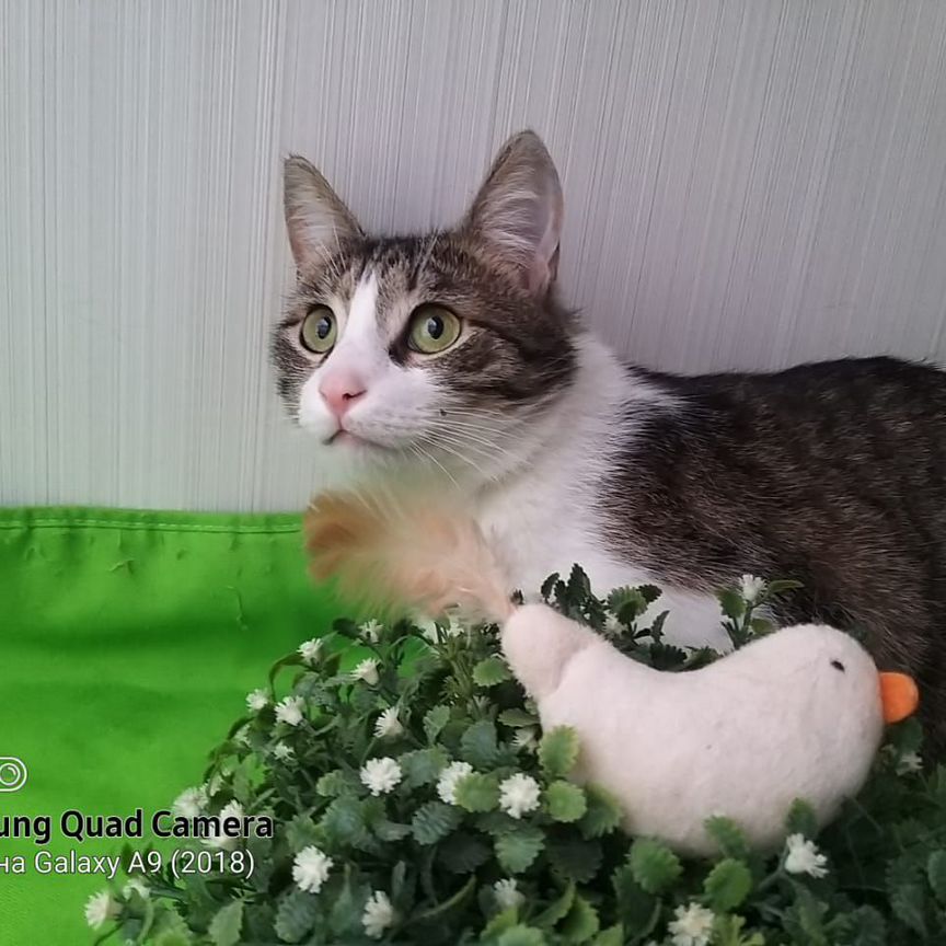 Котик в добрые руки мальчик