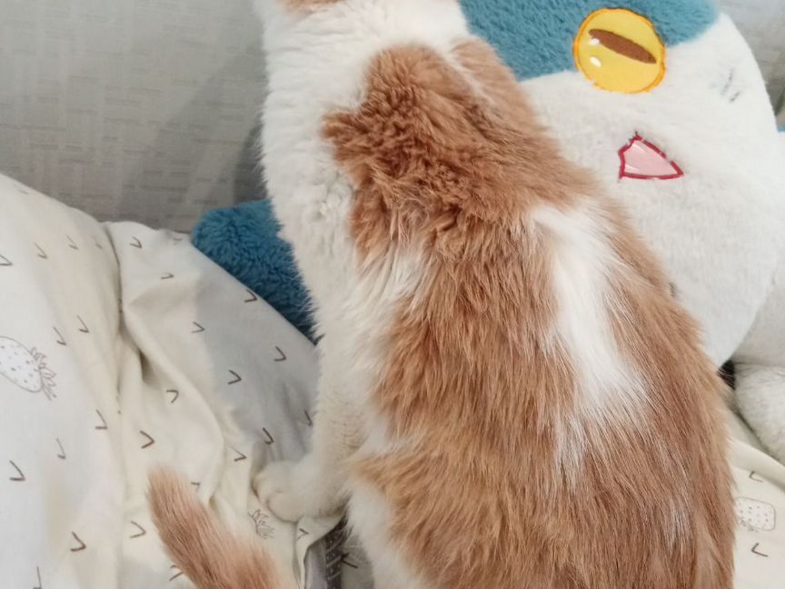 Кот в добрые руки