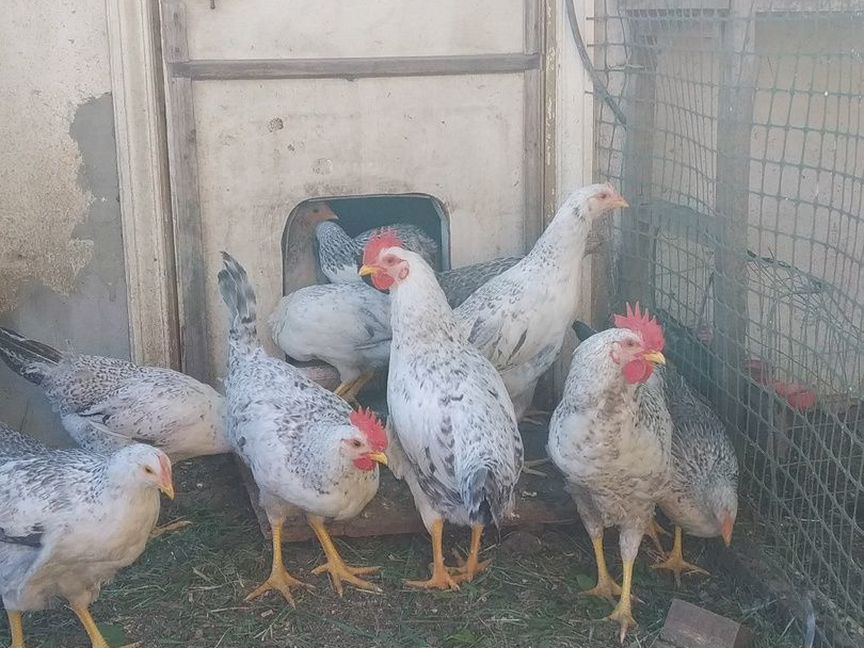 Леггорн Борковская Барвистая Молодые петушки