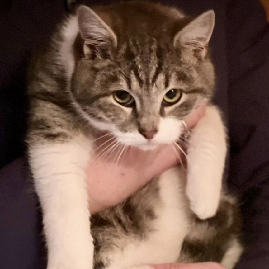 Котенок Кексик 6 мес в добрые руки