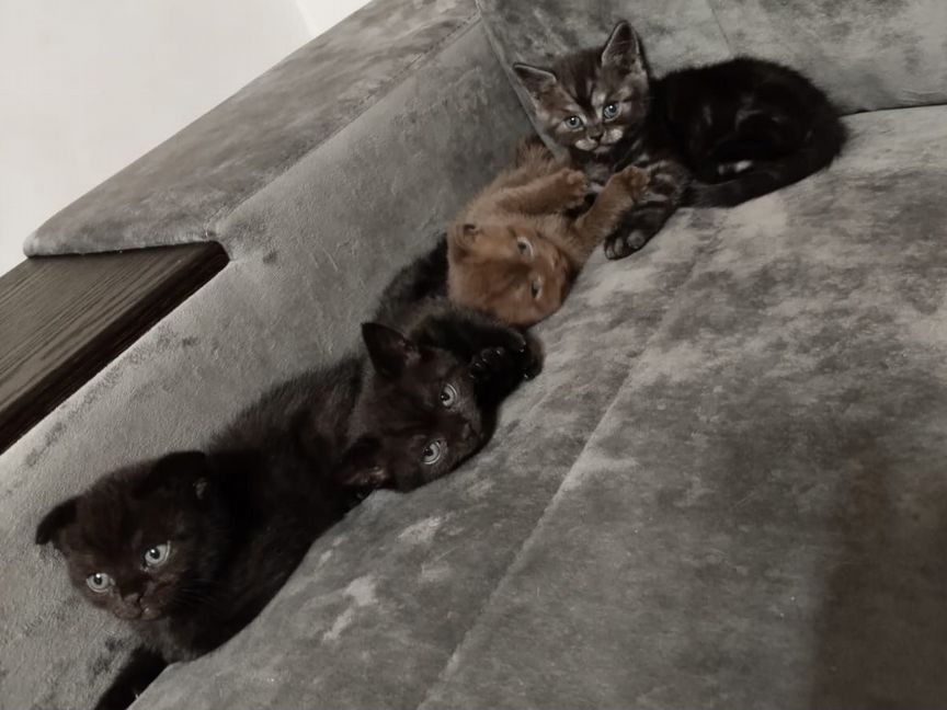 Шотландские котята