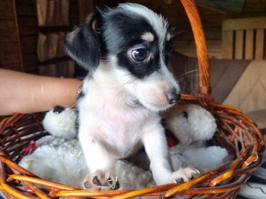 Щенок -мелкаш в добрые руки