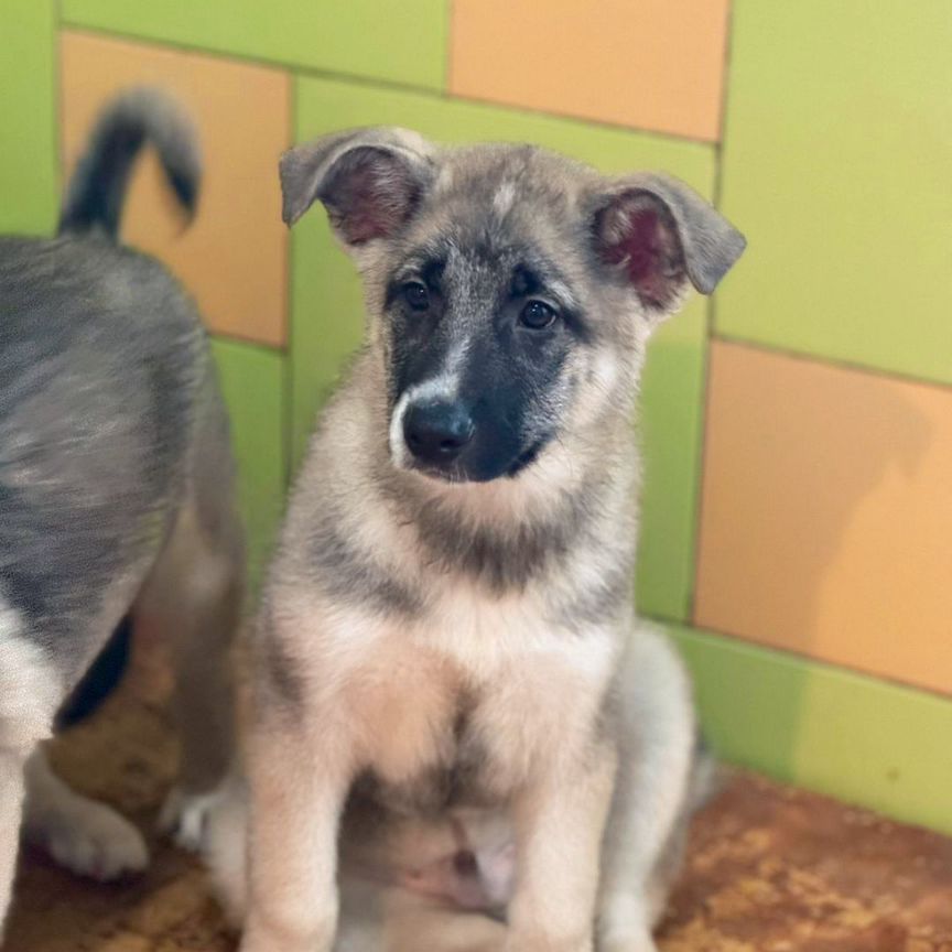 Василёк красивый щенок с приюта в дар вдобрые руки