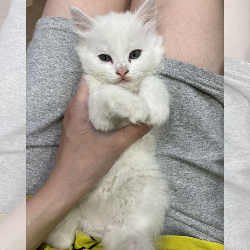 Котёнок в добрые руки