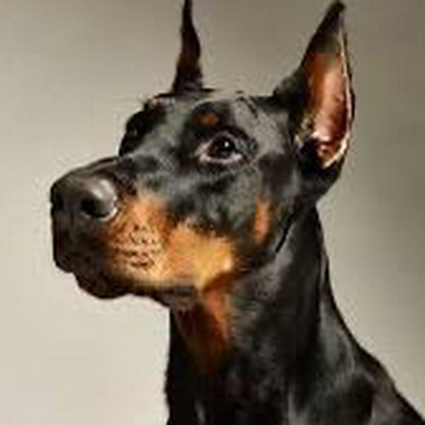 Продам добермана