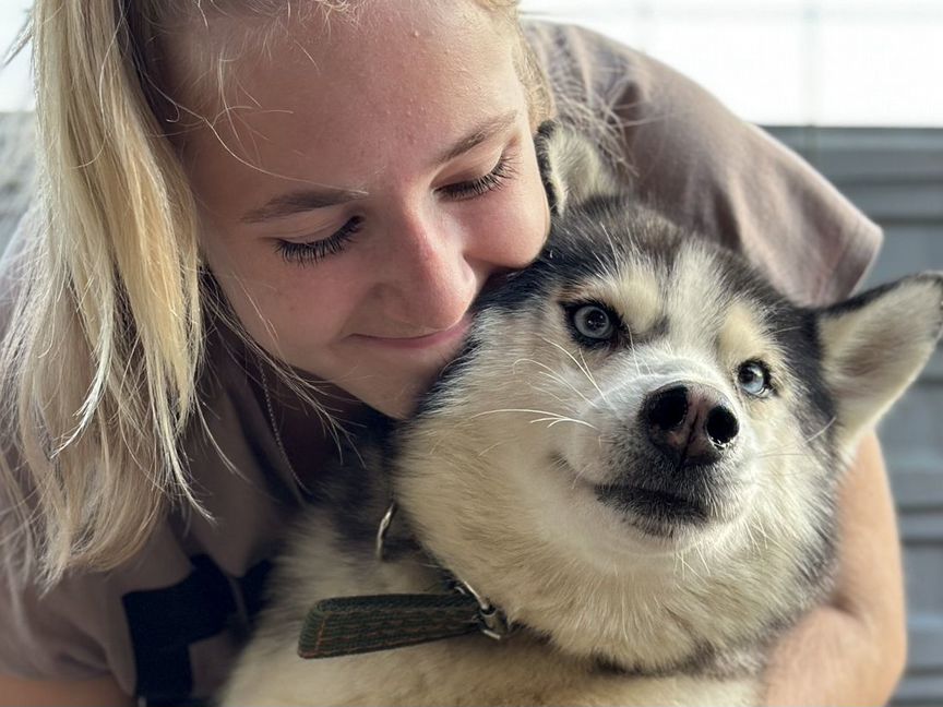 Ласковый молоденький хаски попал в приют