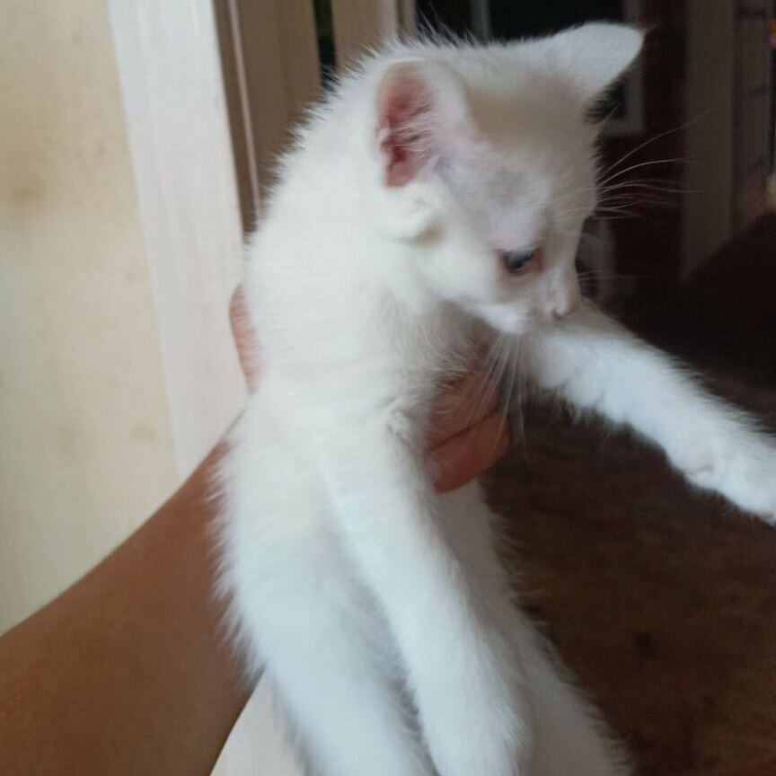 Отдадим котят в добрые руки