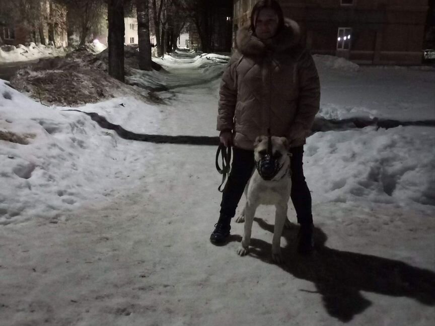 Продаётся собака, девочка