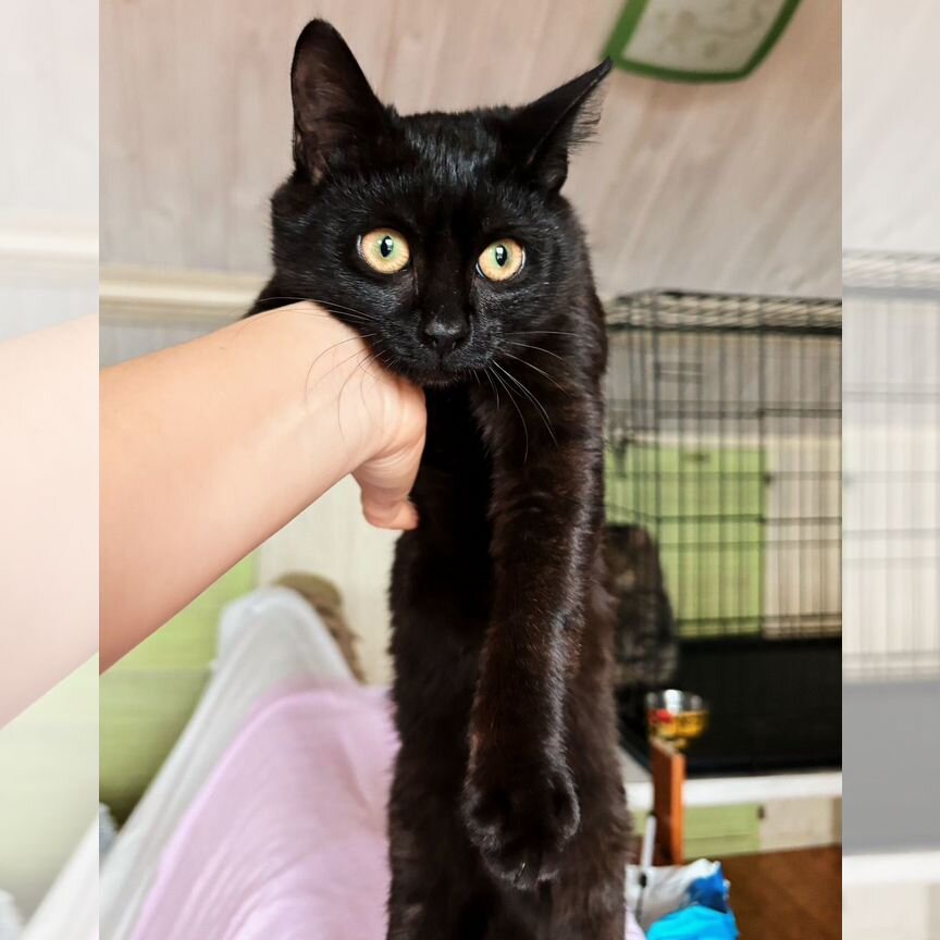 Ручная, чёрная кошка, трогательный котенок 6 мес