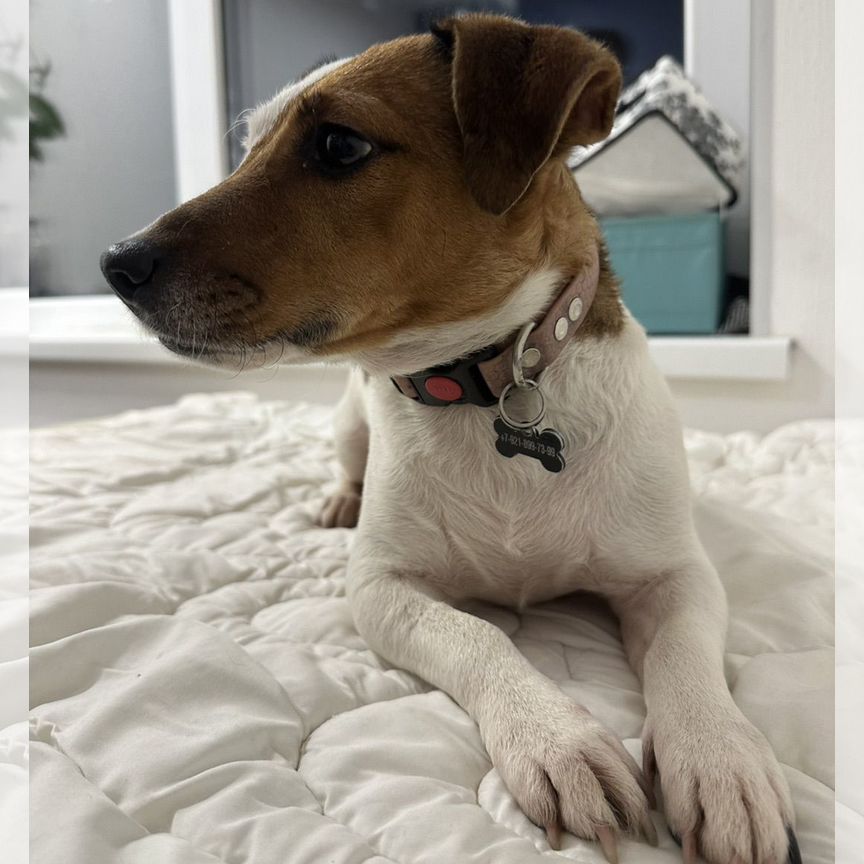 Джек-рассел-терьер, взрослая собака