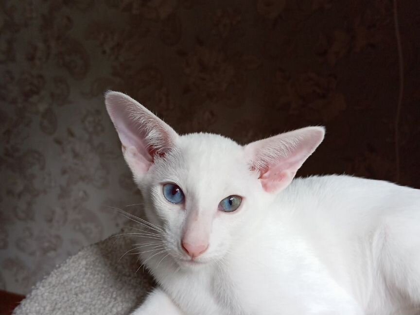 Ориентальные котята с документами