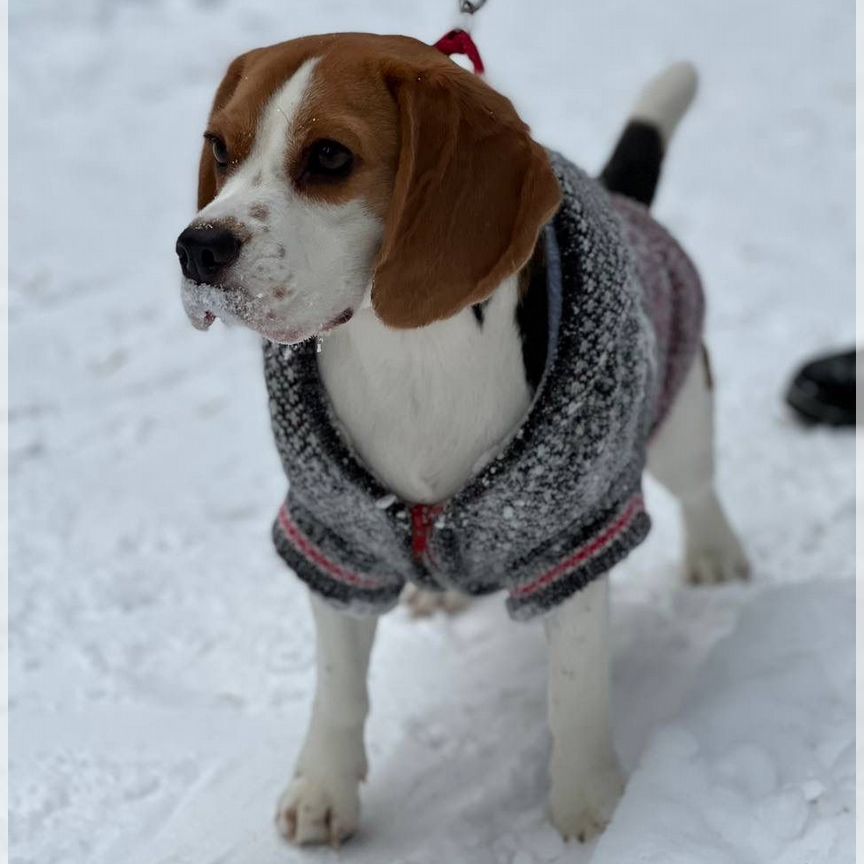 Бигль, взрослая собака