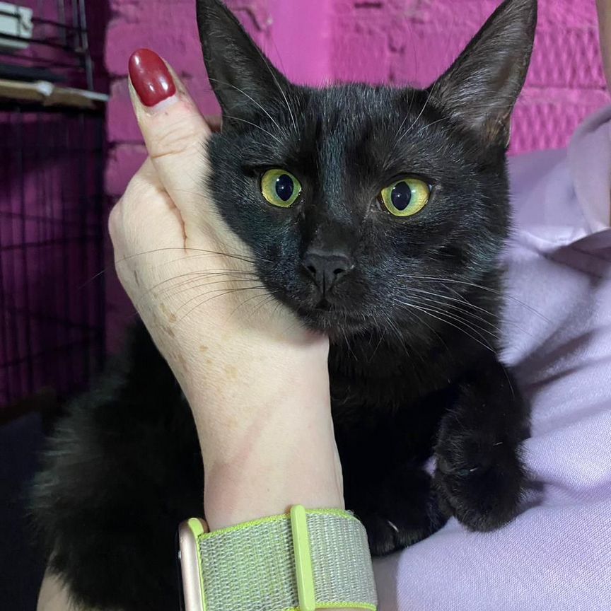 Чёрный, активный котёнок Селена ищет дом