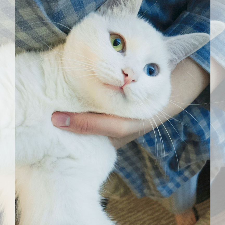 Домашние животные кошки