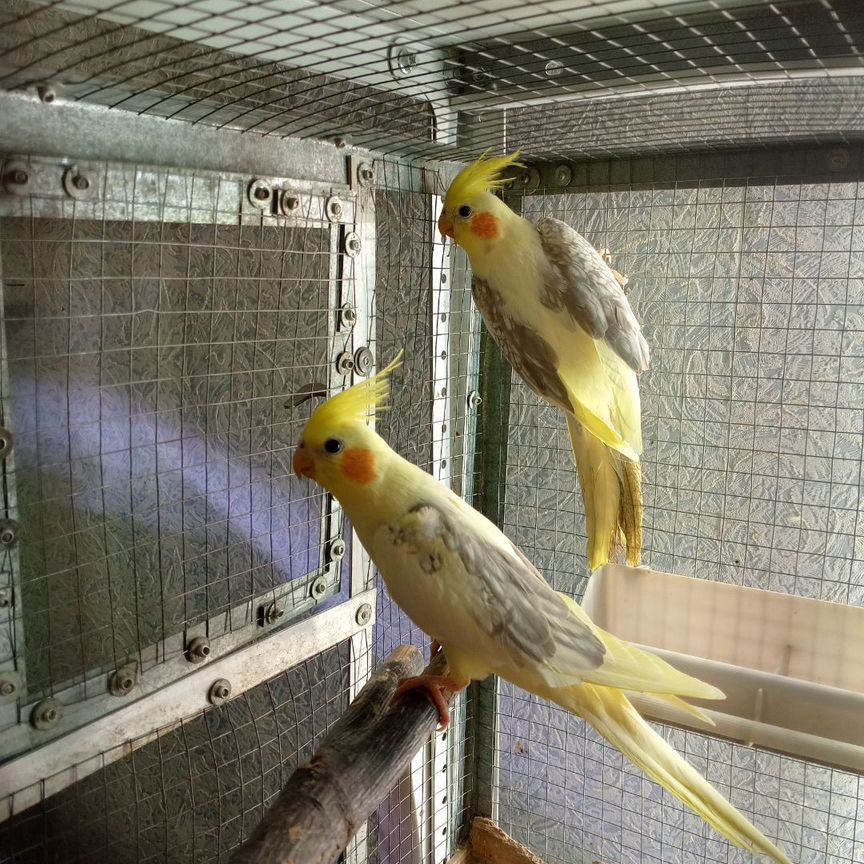 Птенци кореллы