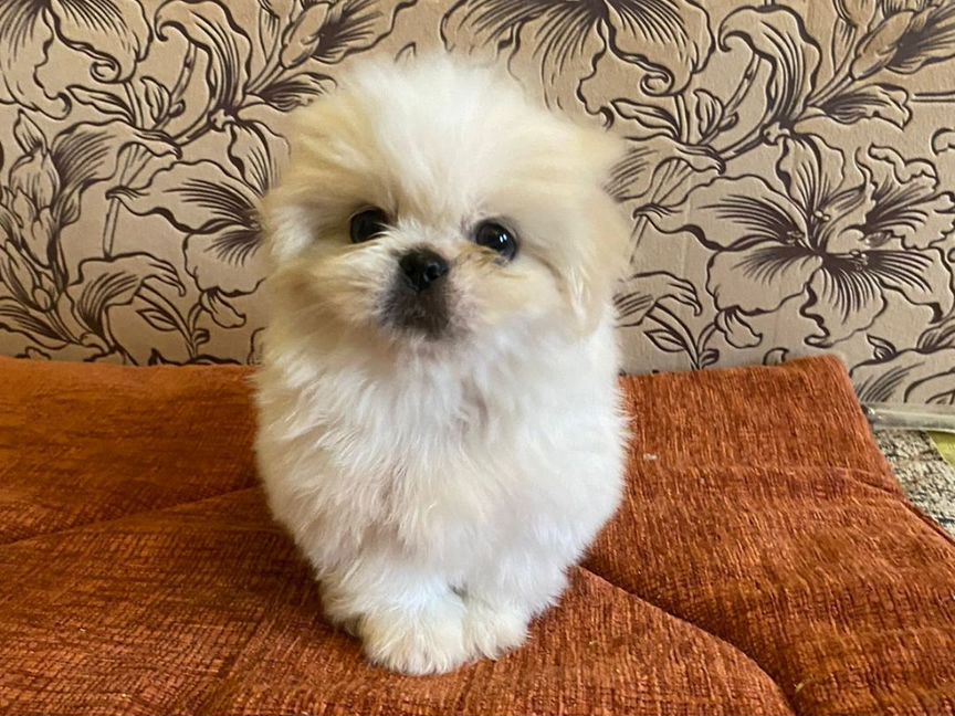 Щенки пекинеса