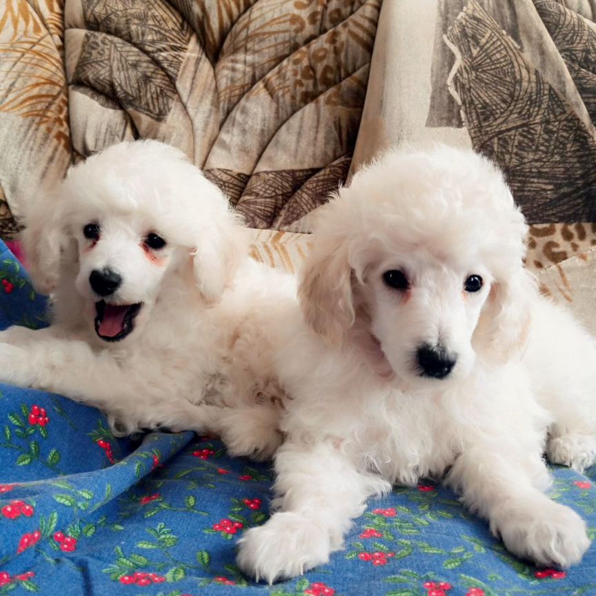 Щенки Белых Пуделей