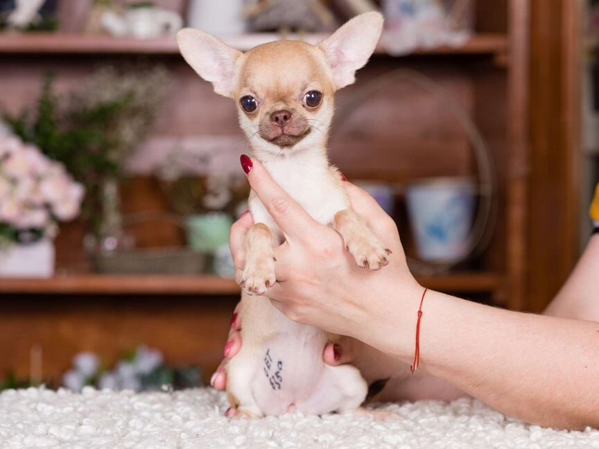 Малышка чишка