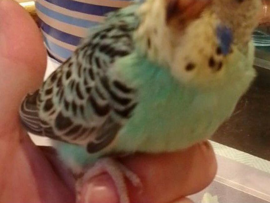 Птенцы волнистый попугай