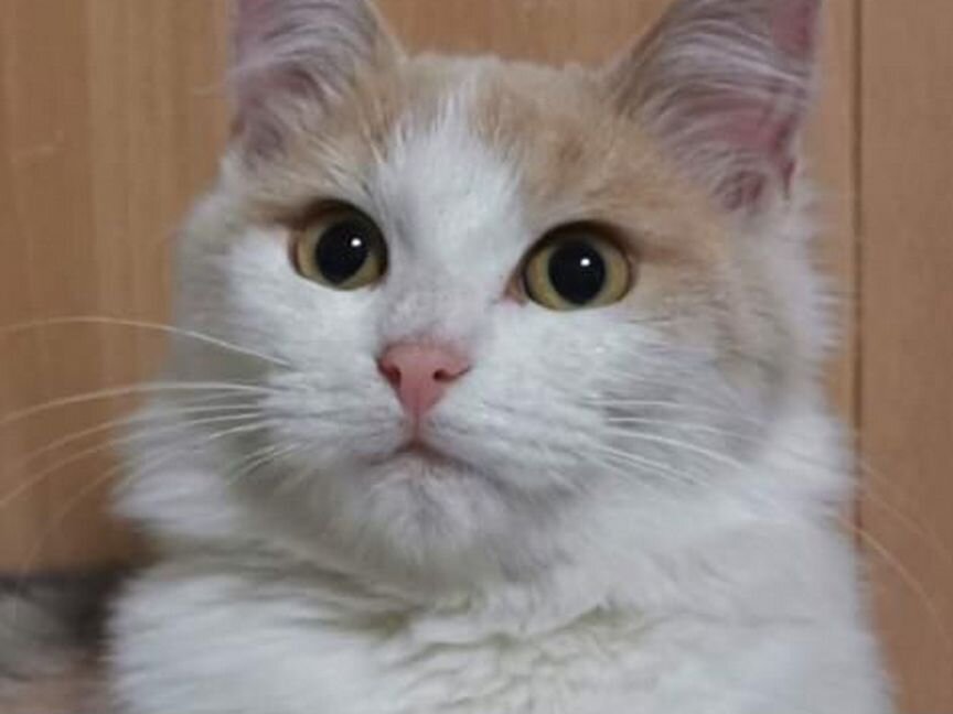Котенок 4 месяца