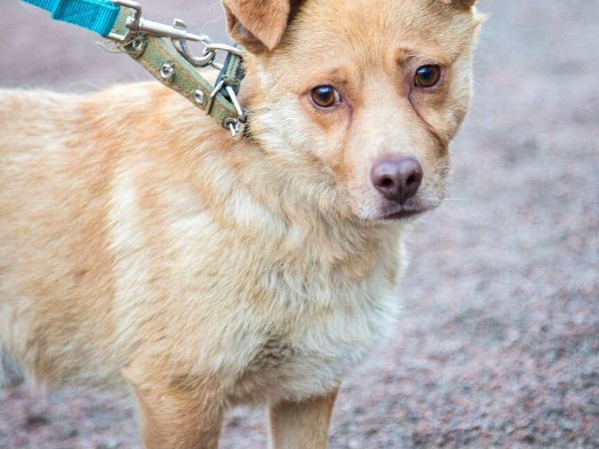 Апельсинчик ищет дом