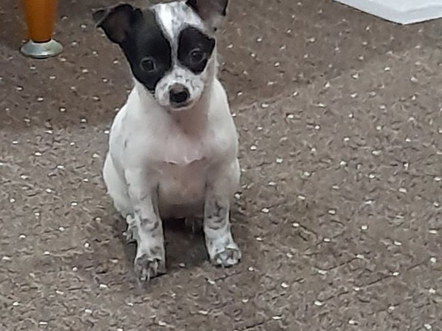 Щенки чихуахуа