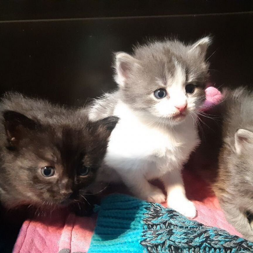 Красавчики ждут своих друзей и хозяев