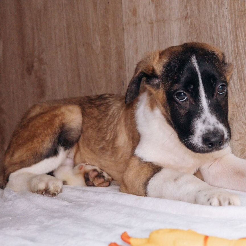 Щенок в добрые руки