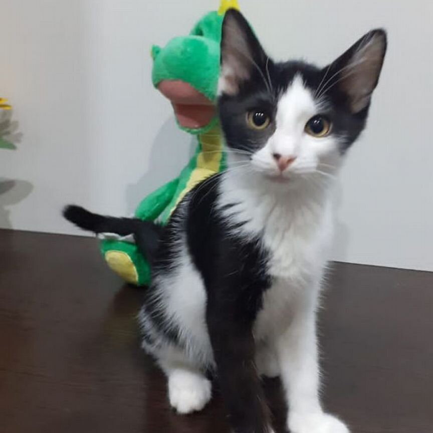 Котёнок Феликс