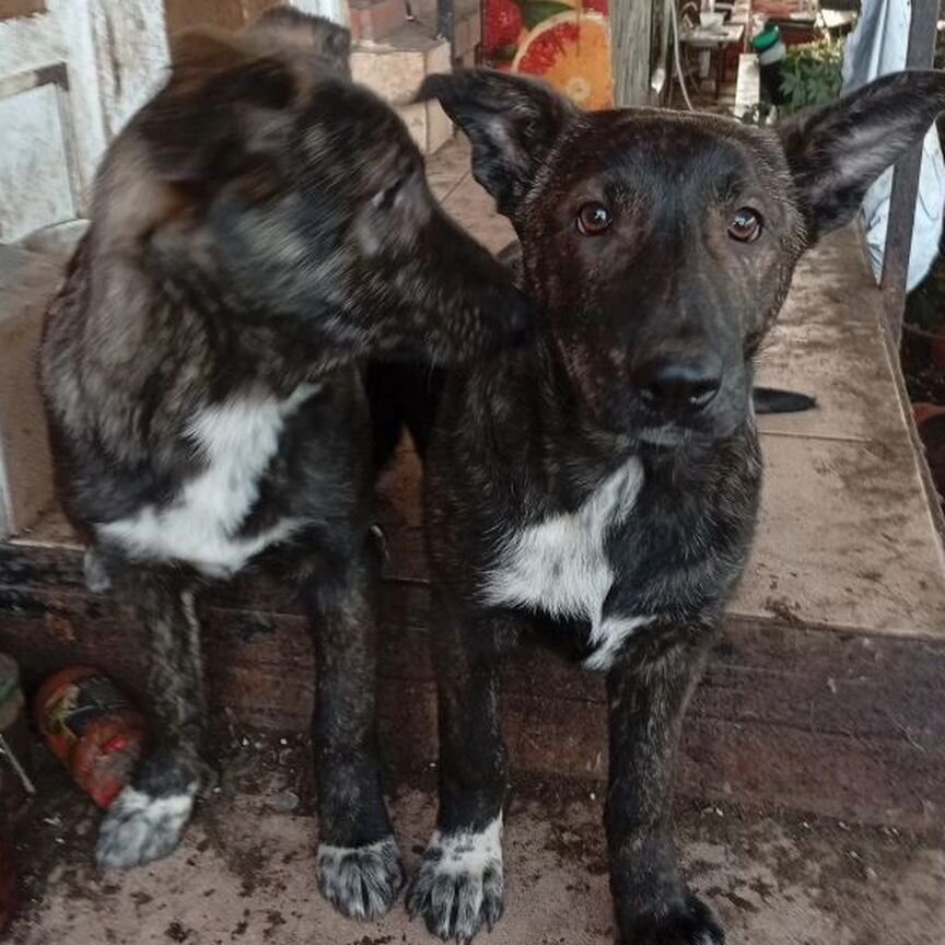 Щенок в добрые руки