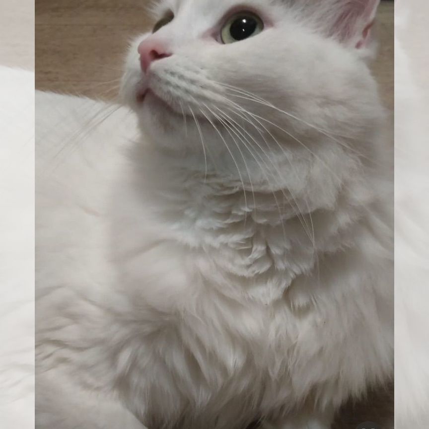 Кот Беляш