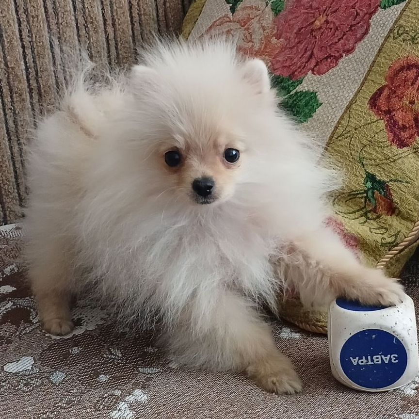 Померанский шпиц мальчик