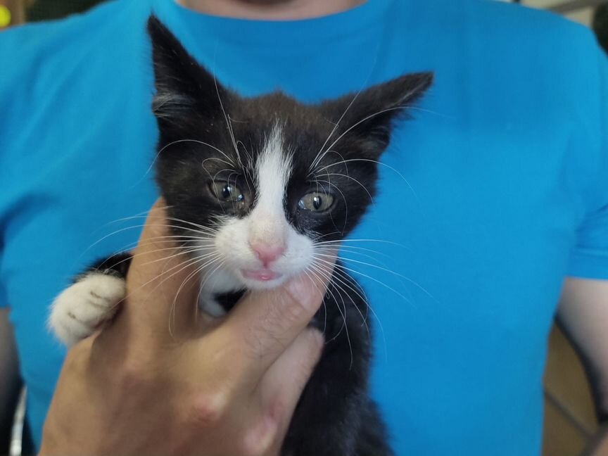 Домашние животные котята