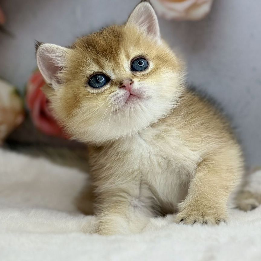 Шотландские котята золотая шиншилла