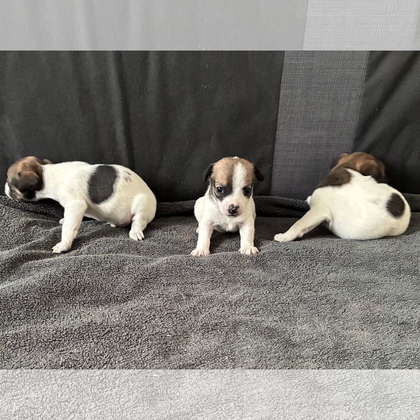 Джек-рассел-терьер, щенок