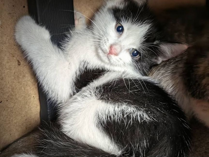 Кот Котофей