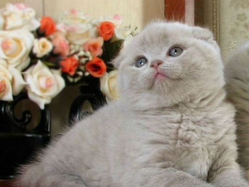 Элитный шотландец золотая шиншилла