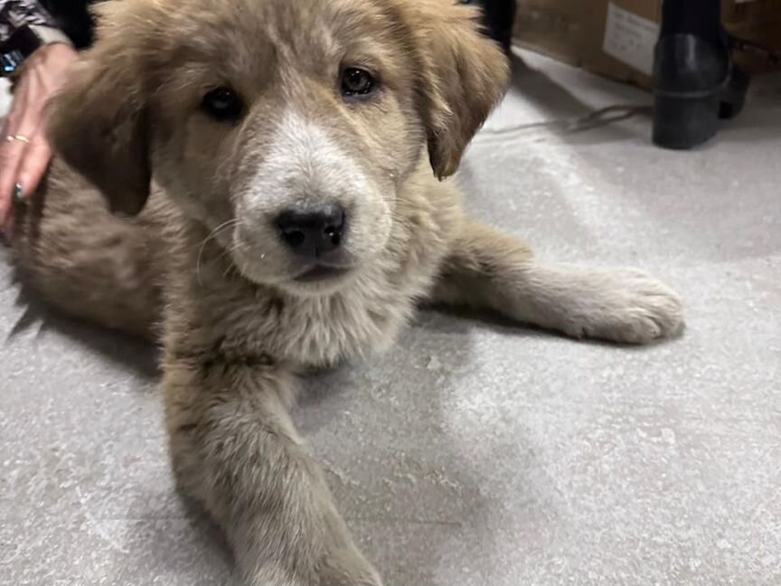 Щенок в добрые руки