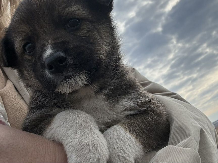 Милые пушистики