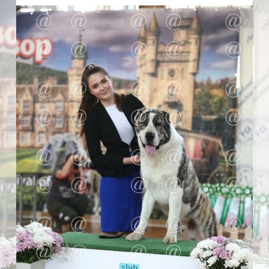 Кобель сао для вязки