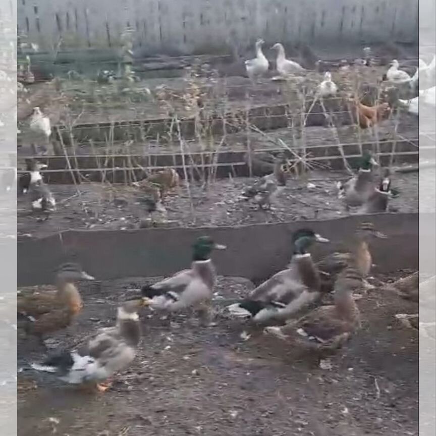 Утки